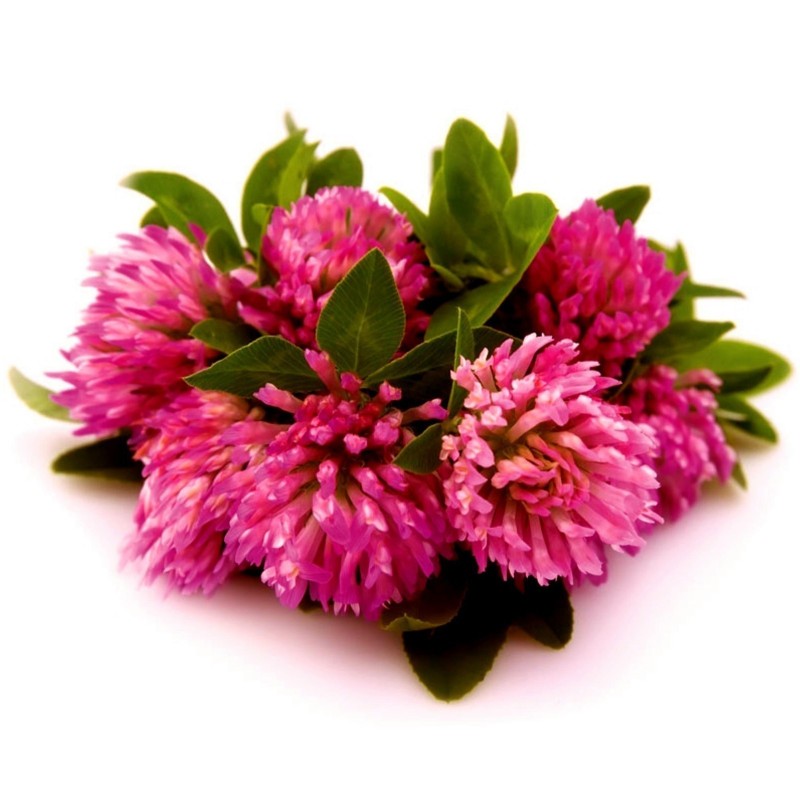 Edible Red Clover Seeds (Trifolium pretense) - Price: €1.95